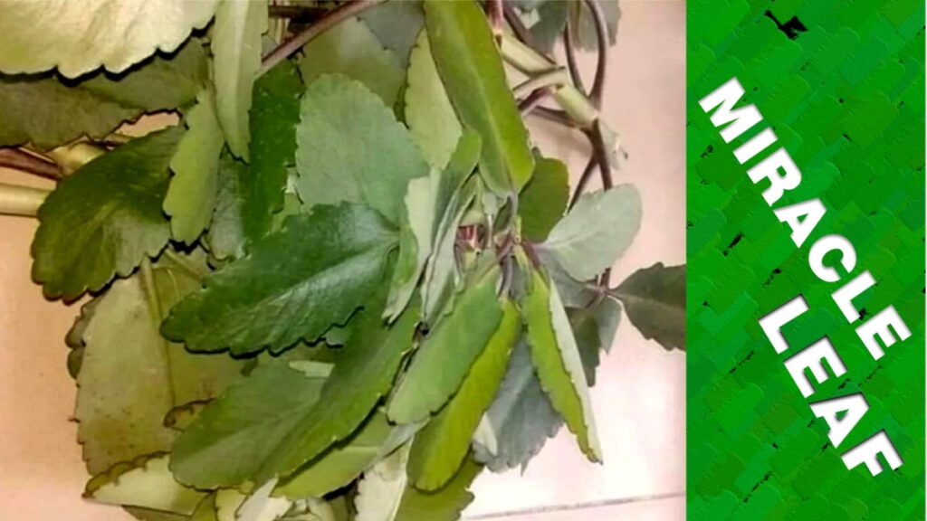 Importance of Miracle Leaf You Need to Know Infoguide Ghana