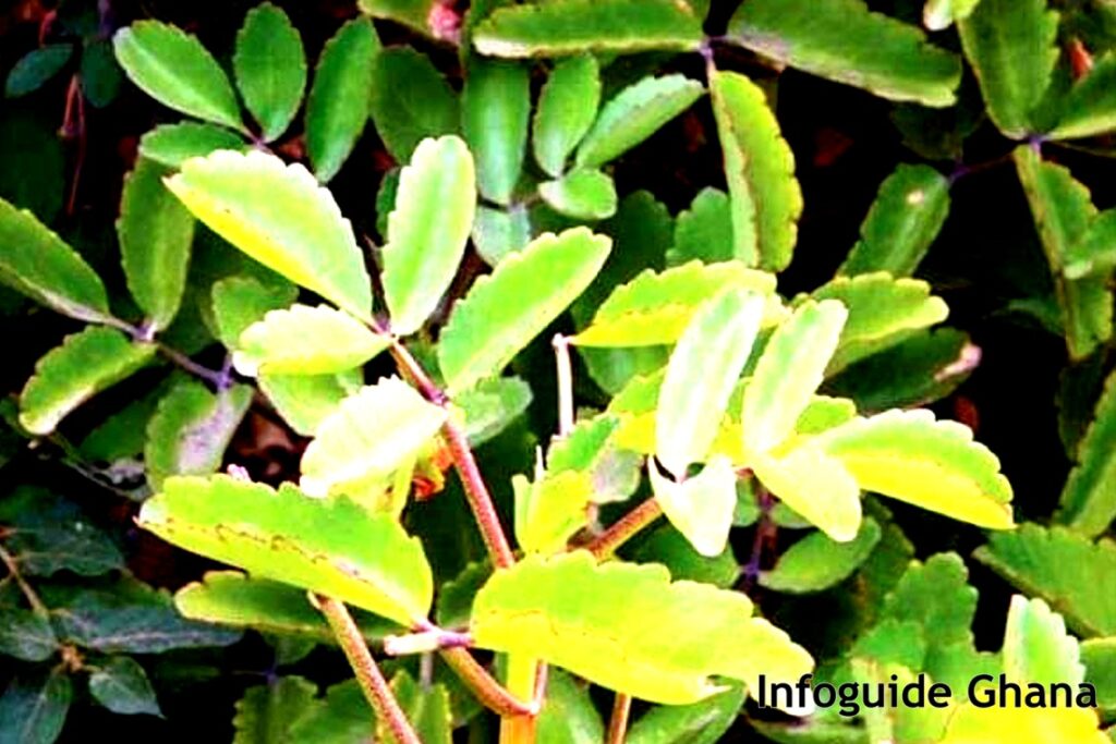 Importance of Miracle Leaf You Need to Know Infoguide Ghana